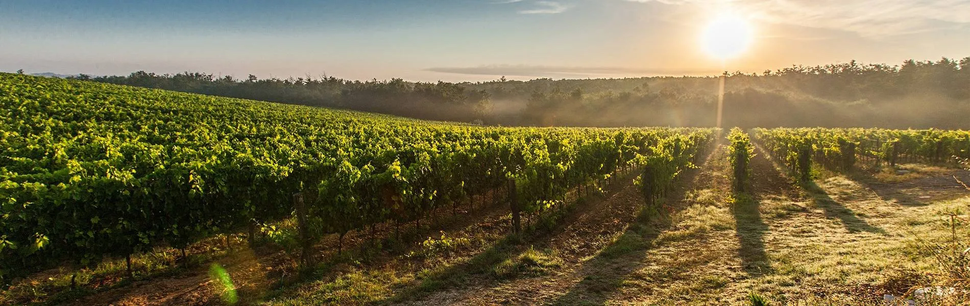 ISCOP – INDIAN SOCIETY FOR CERTIFICATION OF ORGANIC PRODUCTS