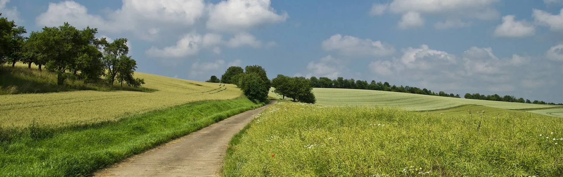 ISCOP – INDIAN SOCIETY FOR CERTIFICATION OF ORGANIC PRODUCTS